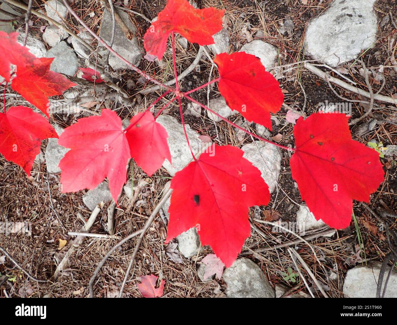 red maple (Acer rubrum Stock Photo - Alamy