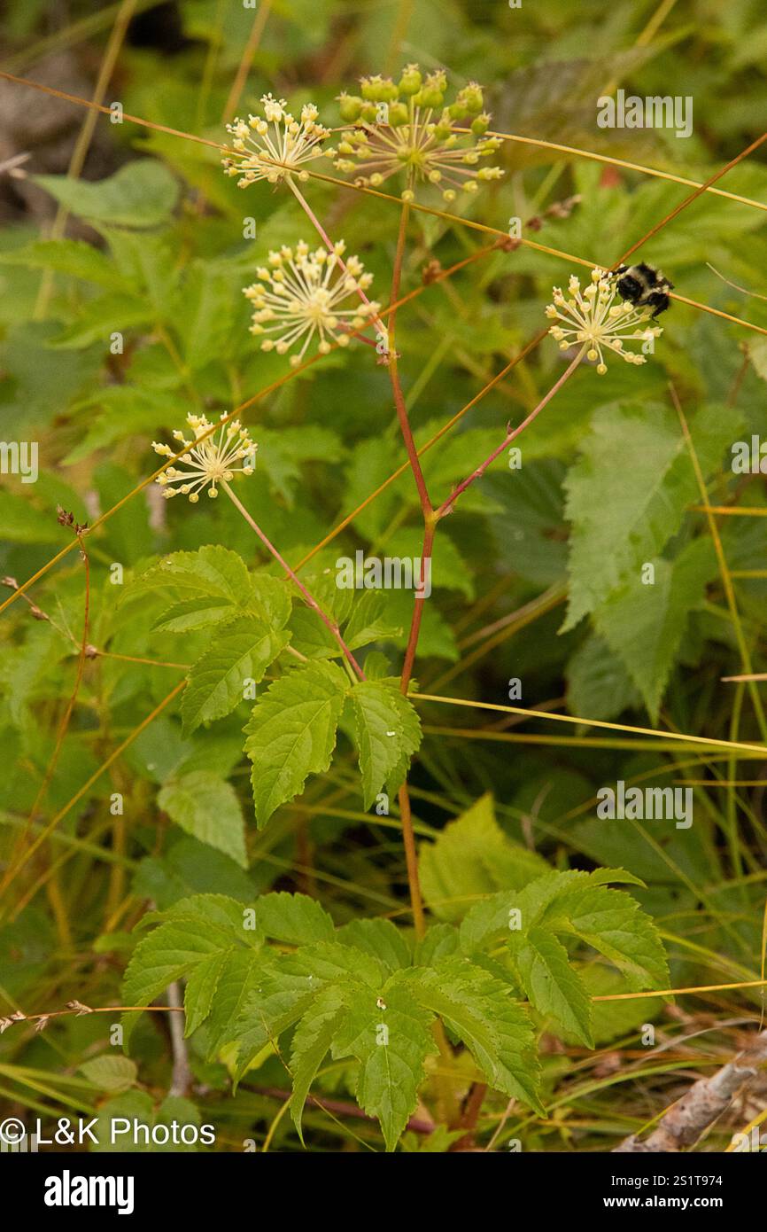 bristly sarsaparilla (Aralia hispida Stock Photo - Alamy