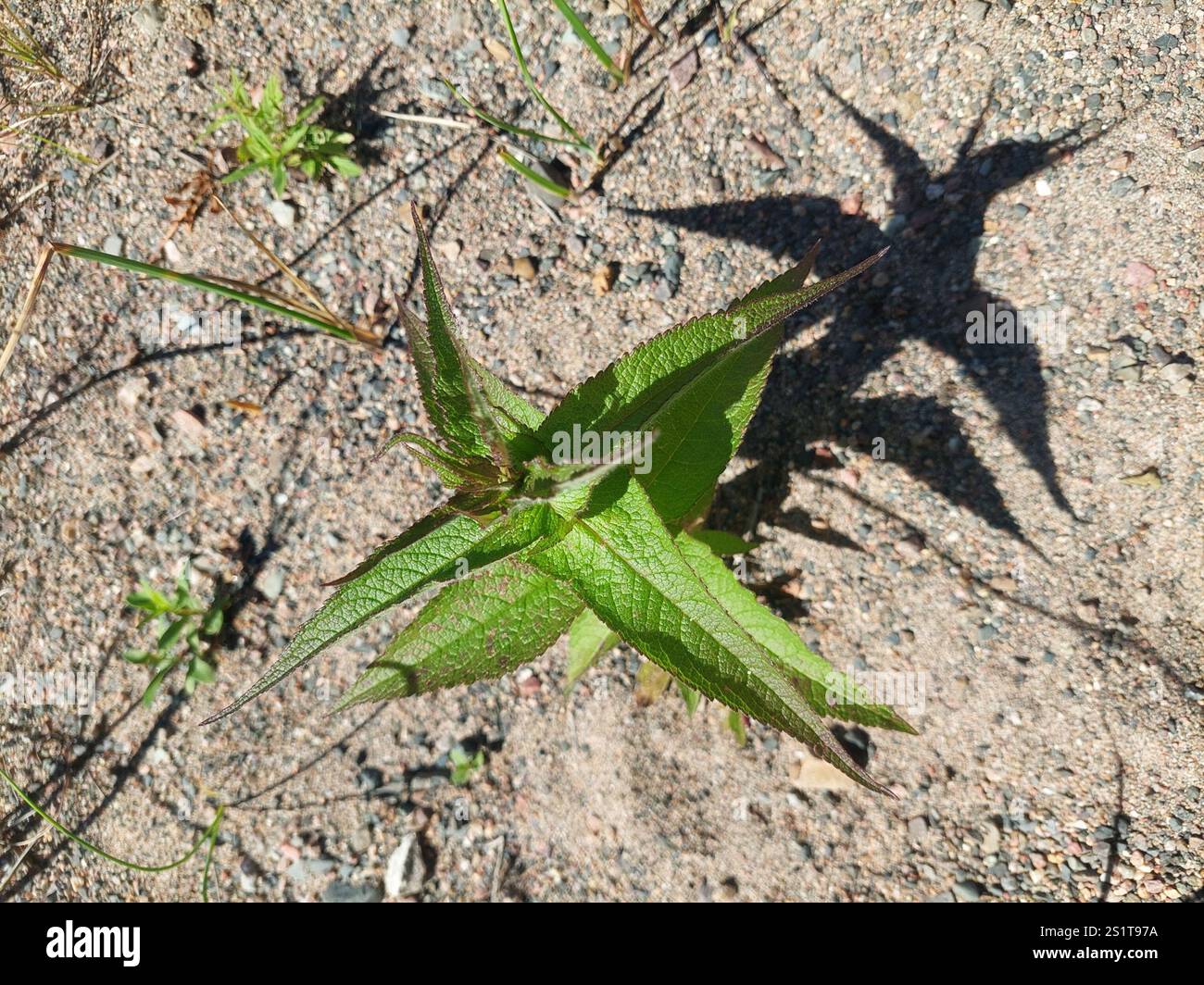 common boneset (Eupatorium perfoliatum Stock Photo - Alamy