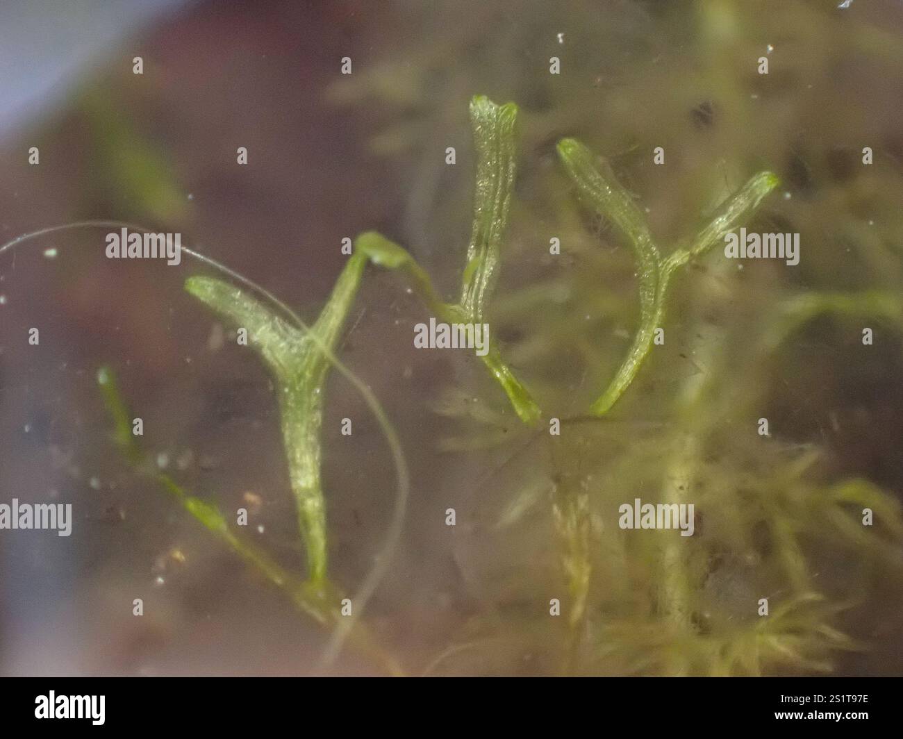 Floating Crystalwort (Riccia fluitans Stock Photo - Alamy