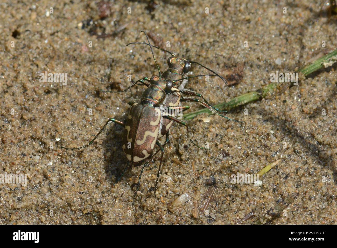 Bronzed Tiger Beetle (Cicindela repanda Stock Photo - Alamy