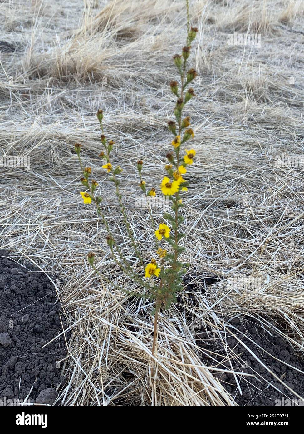 Pit-gland Tarweed (Holocarpha virgata Stock Photo - Alamy