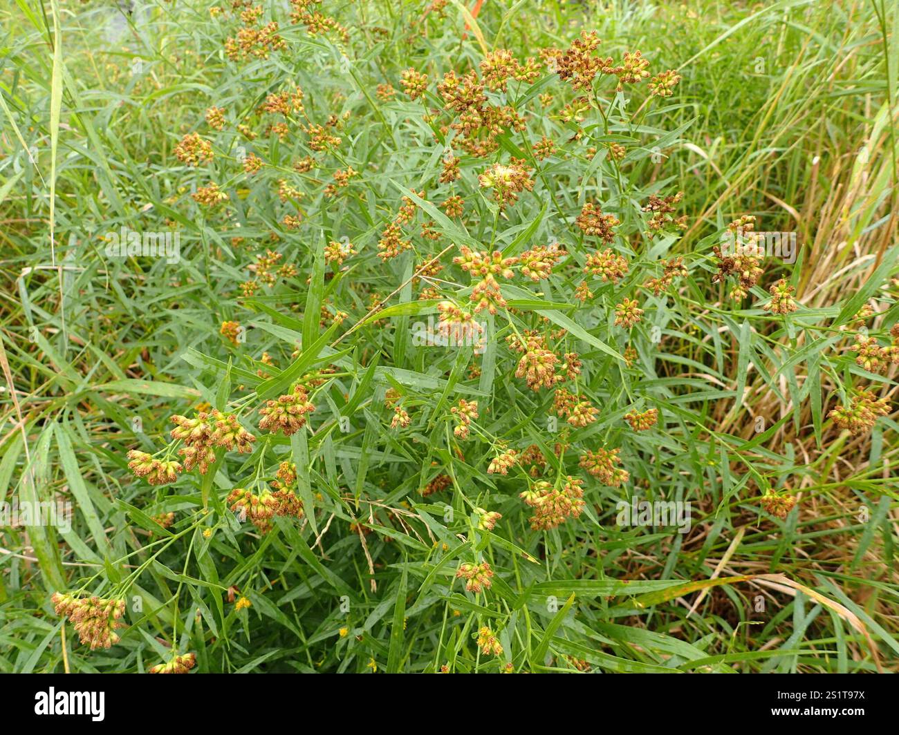 dark green bulrush (Scirpus atrovirens Stock Photo - Alamy
