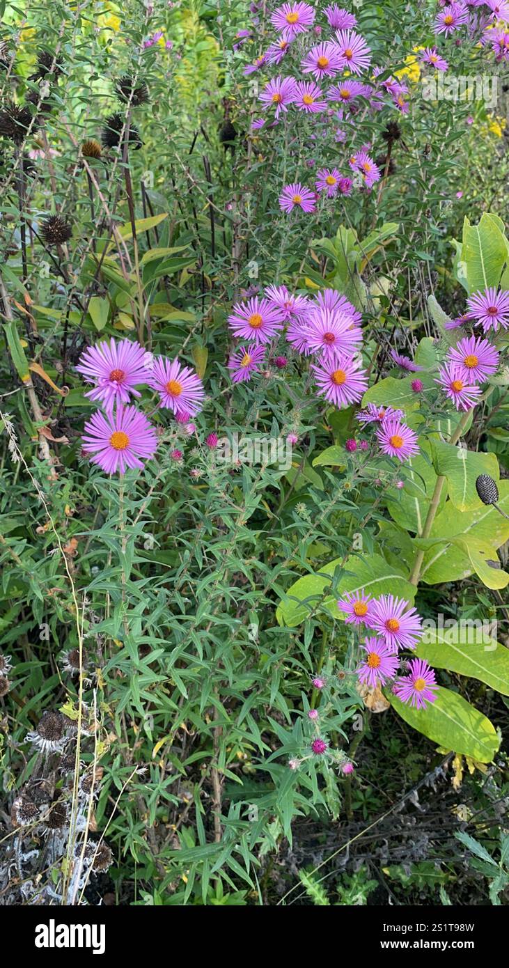 New England aster (Symphyotrichum novae-angliae Stock Photo - Alamy