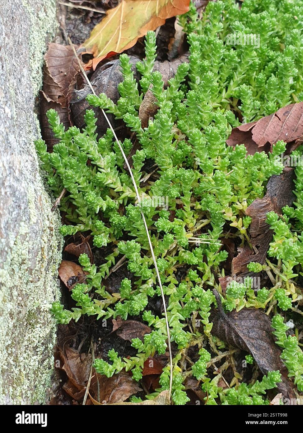 Biting Stonecrop (Sedum acre Stock Photo - Alamy
