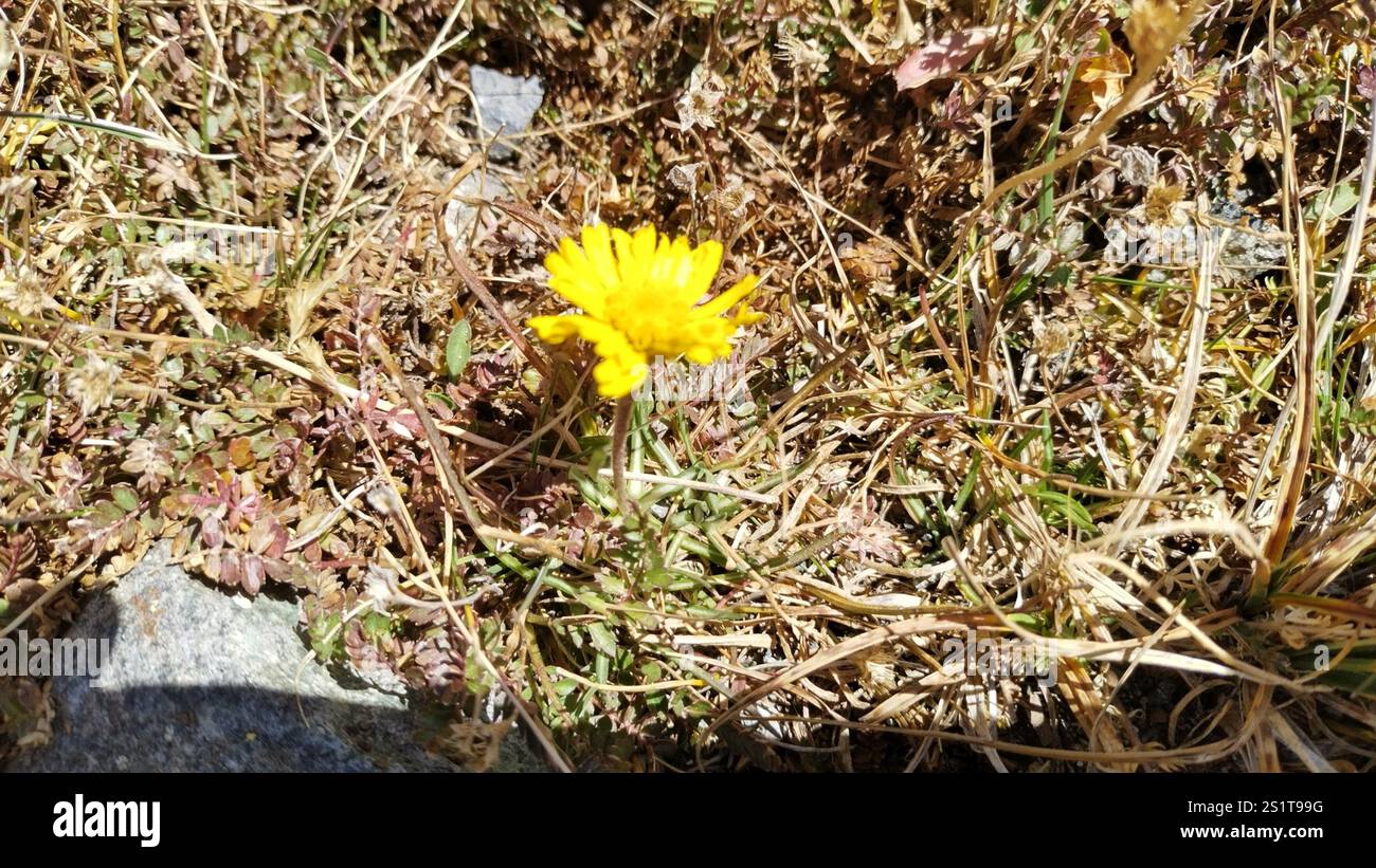 Slender Hawkweed (Hieracium triste Stock Photo - Alamy