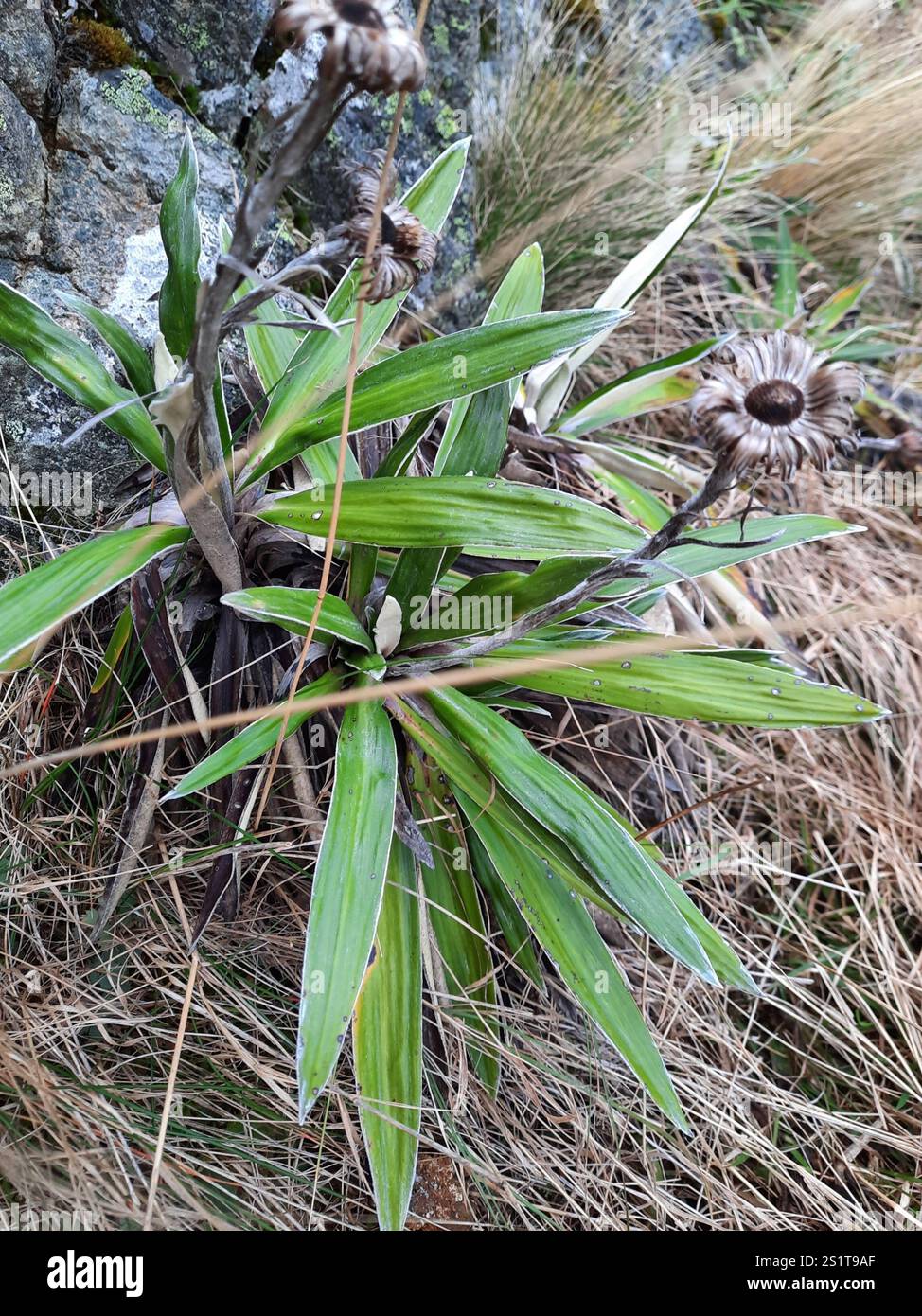 Common Mountain Daisy (Celmisia spectabilis spectabilis Stock Photo - Alamy