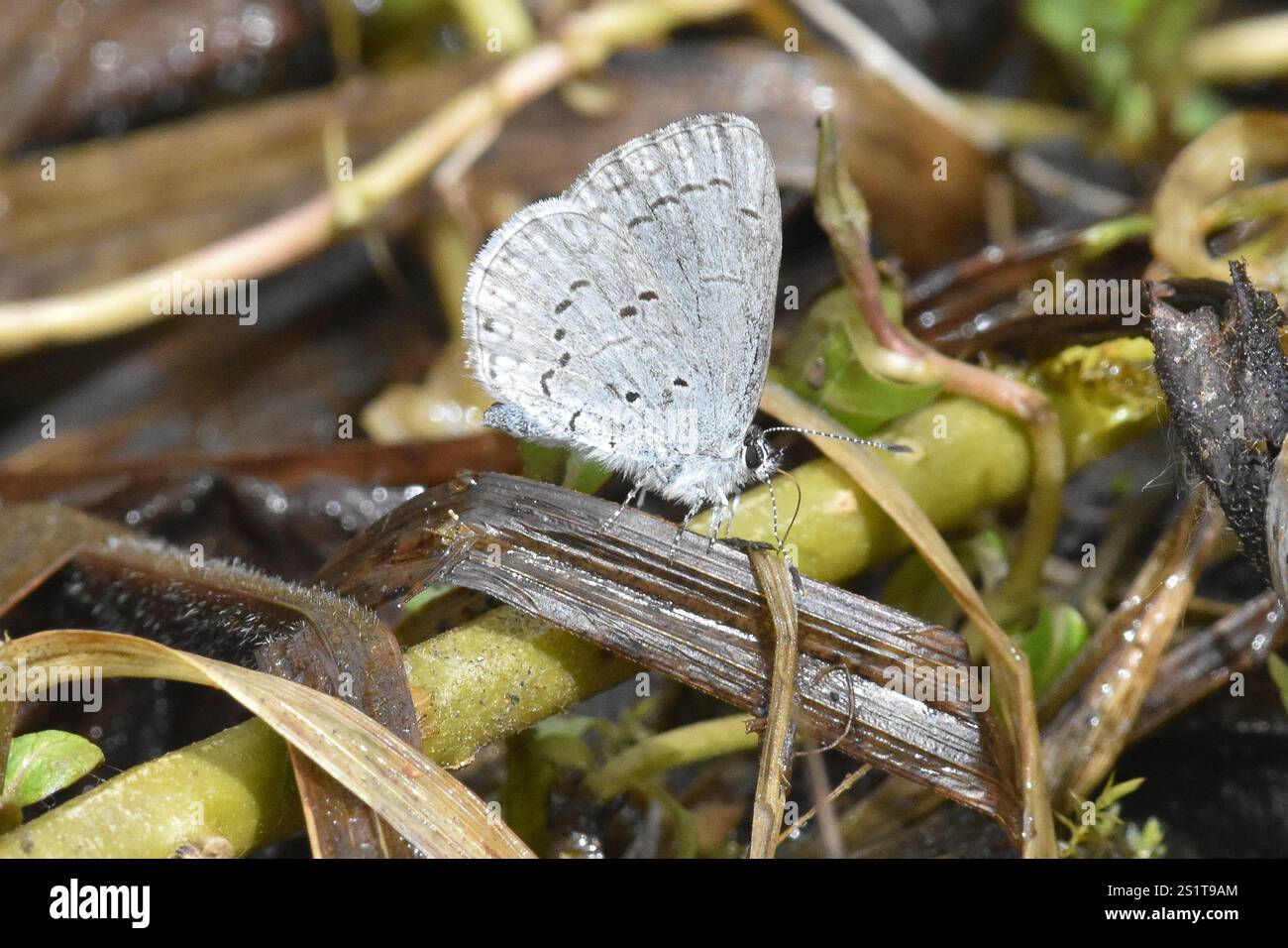 Echo Azure (Celastrina echo Stock Photo - Alamy