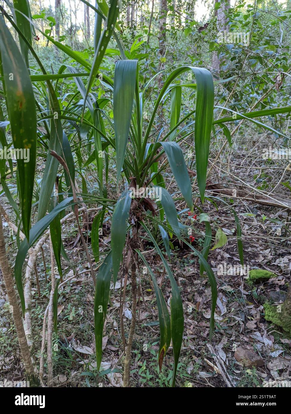 Toothed palm lily (Cordyline congesta Stock Photo - Alamy