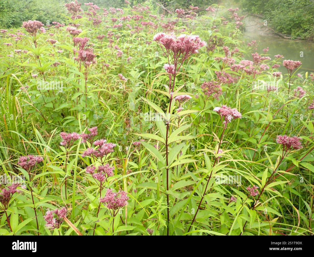 spotted Joe-Pye weed (Eutrochium maculatum Stock Photo - Alamy