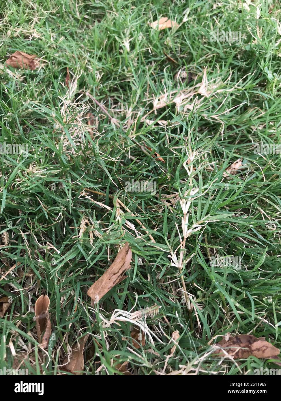 Bermuda grass (Cynodon dactylon Stock Photo - Alamy