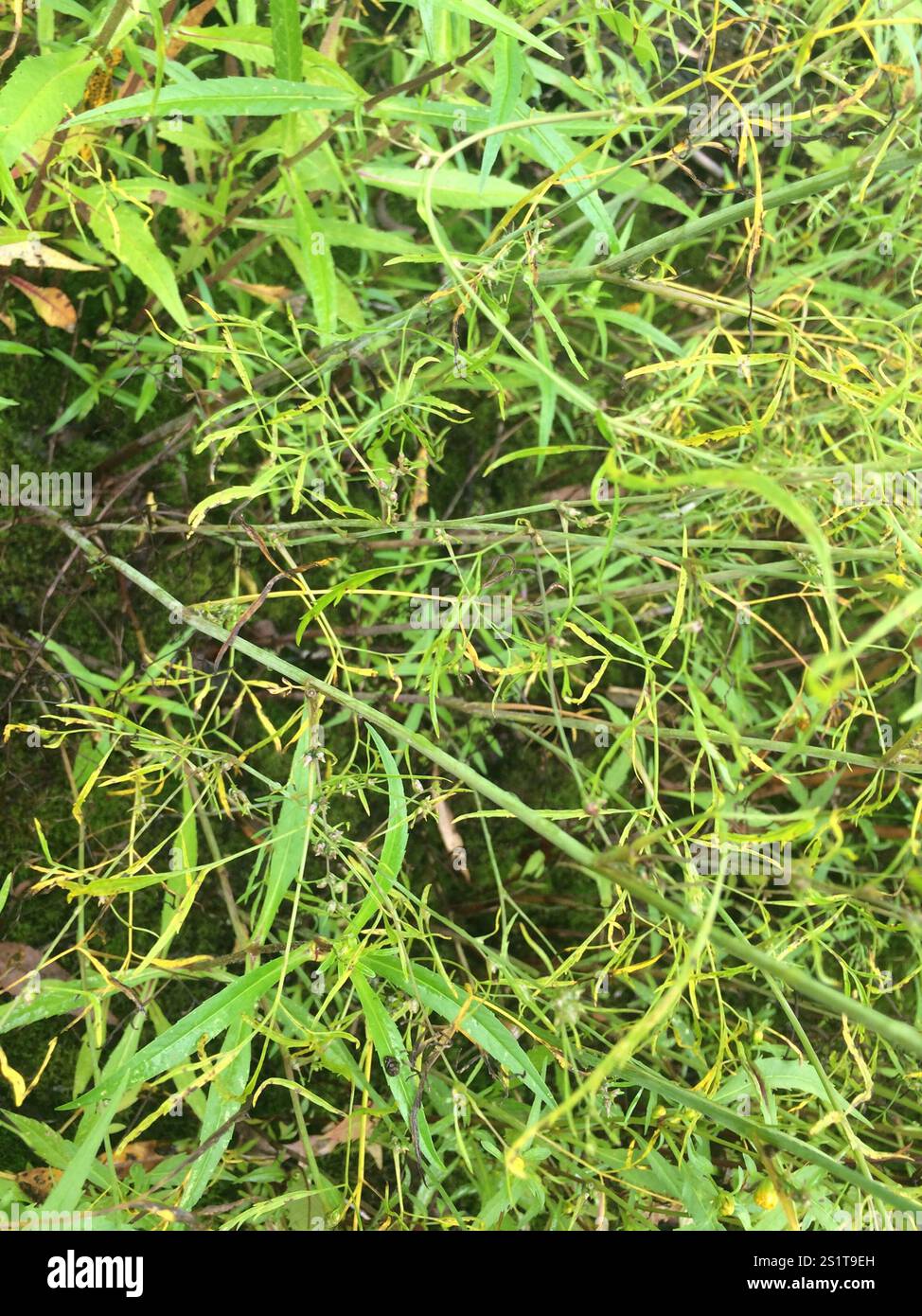 bulblet-bearing water hemlock (Cicuta bulbifera Stock Photo - Alamy