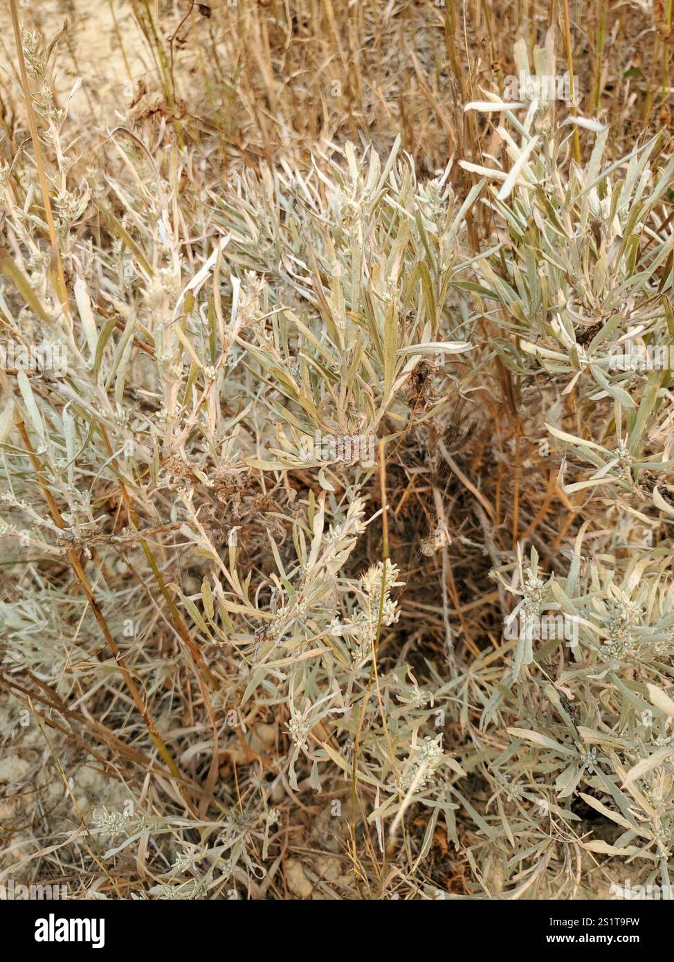 Silver Sagebrush (Artemisia cana Stock Photo - Alamy