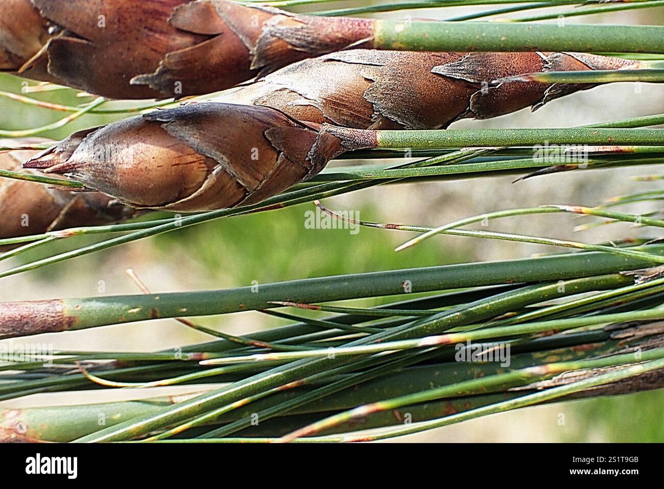Branch Broomreed (Cannomois virgata Stock Photo - Alamy