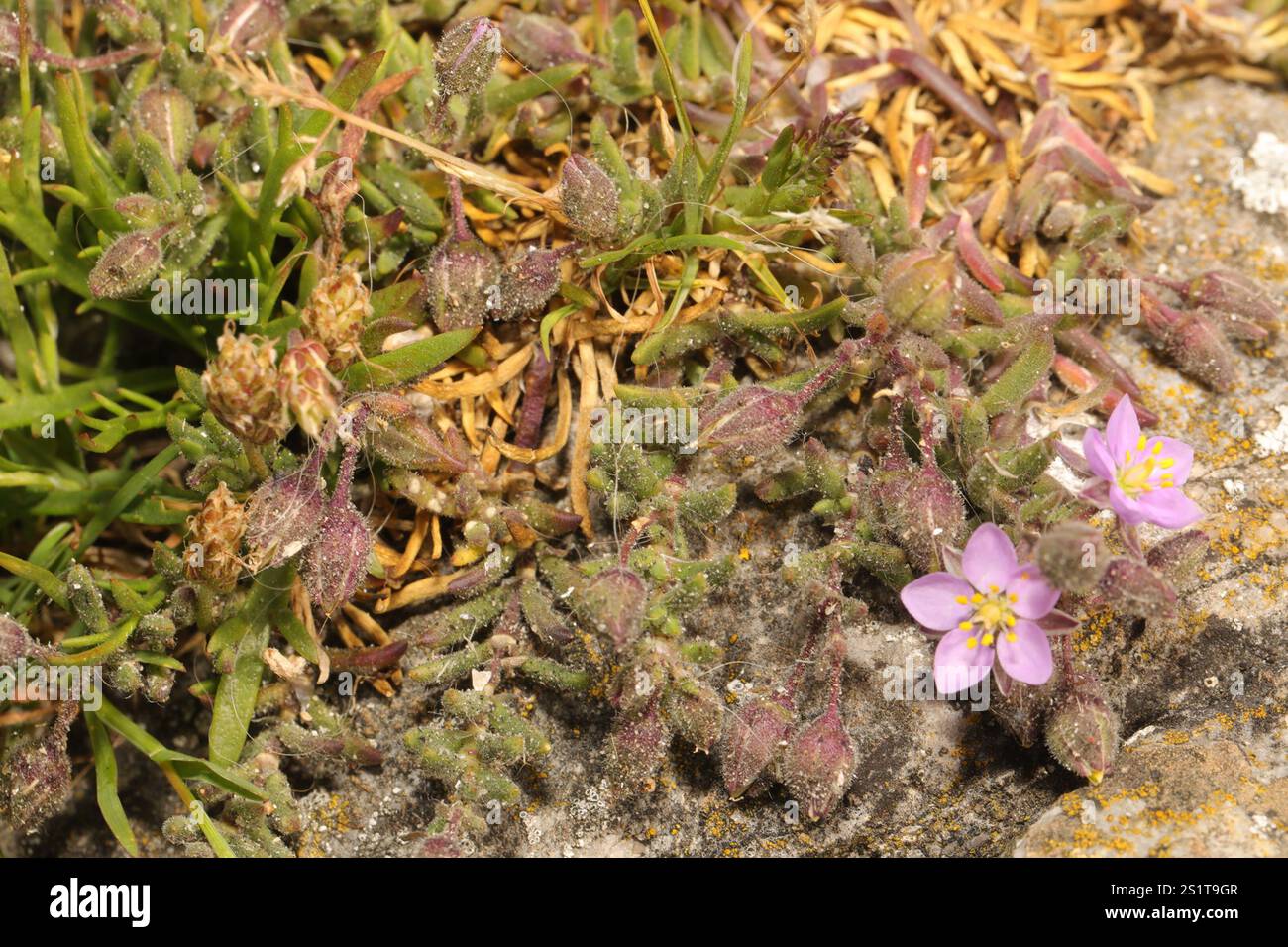 Red Sand Spurrey (Spergularia rubra Stock Photo - Alamy