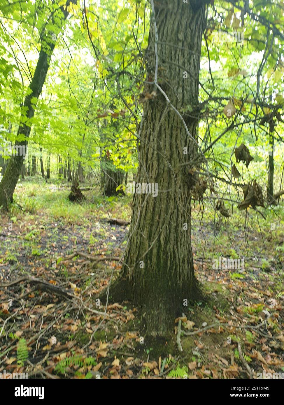 swamp white oak (Quercus bicolor Stock Photo - Alamy