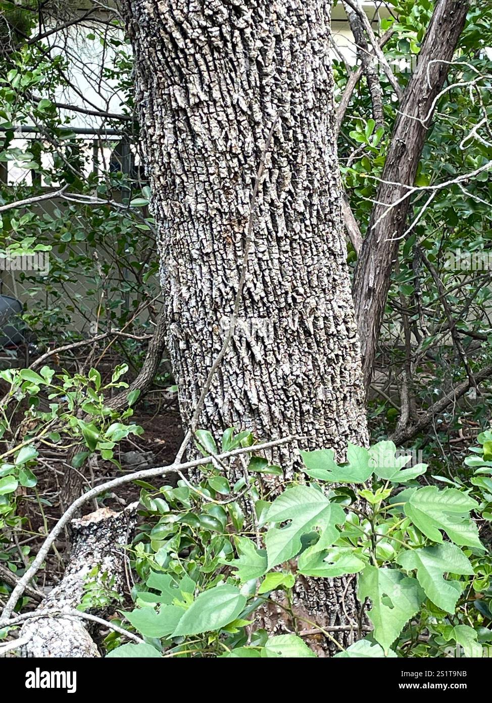Texas ash (Fraxinus albicans Stock Photo - Alamy