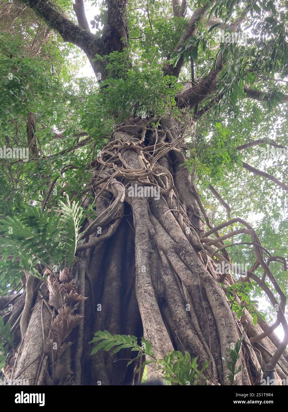 Sacred fig (Ficus religiosa Stock Photo - Alamy