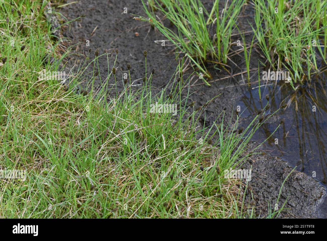 true sedges (Carex Stock Photo - Alamy