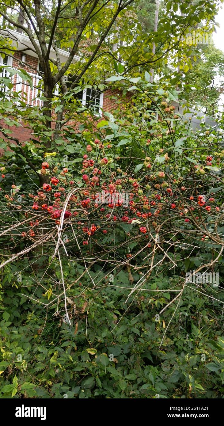 strawberry bush (Euonymus americanus Stock Photo - Alamy