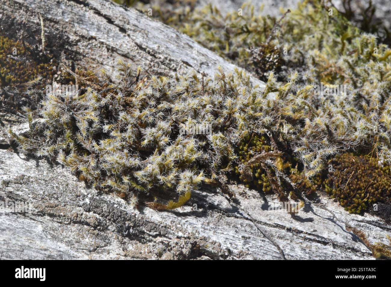 Woolly Fringe-moss (Racomitrium lanuginosum Stock Photo - Alamy