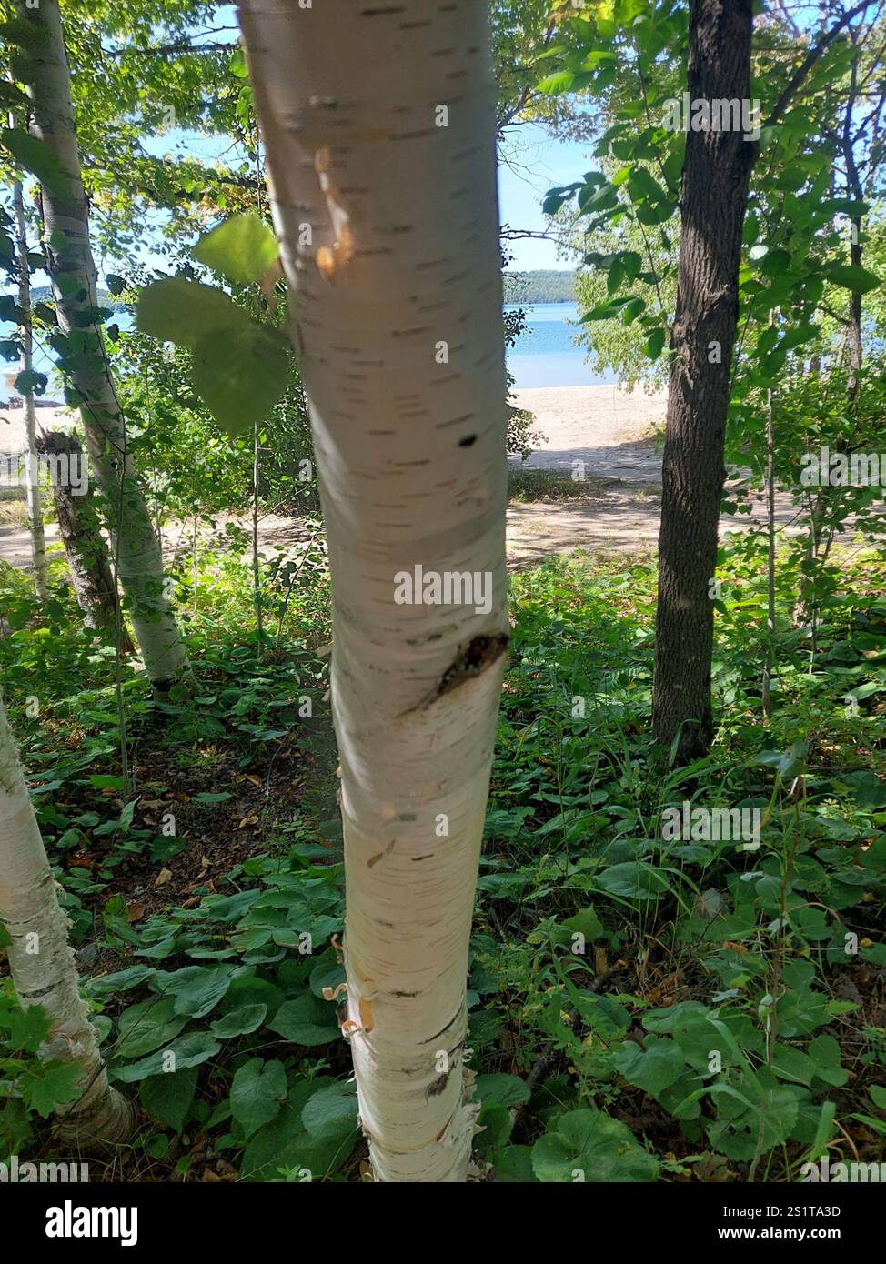 paper birch (Betula papyrifera Stock Photo - Alamy