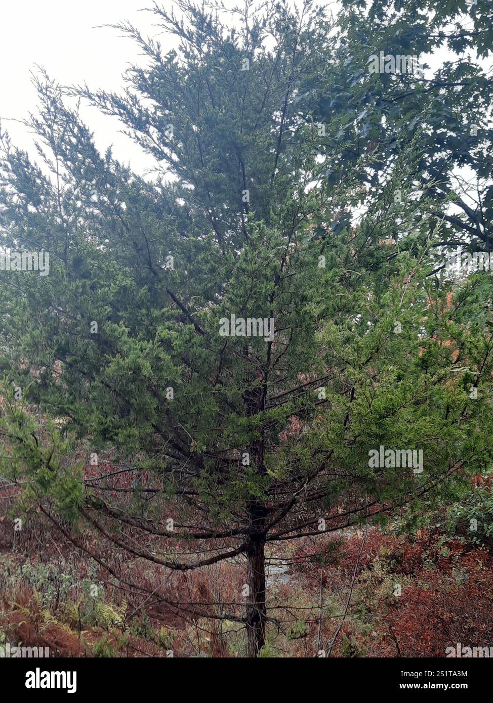 eastern redcedar (Juniperus virginiana Stock Photo - Alamy