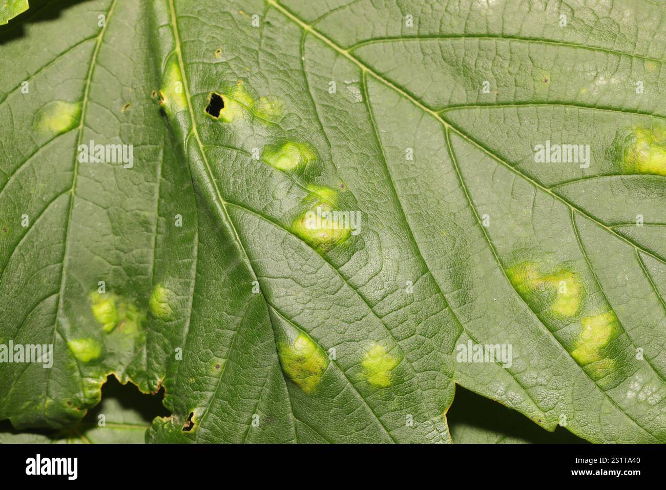 Sycamore Felt Gall Mite (Aceria pseudoplatani Stock Photo - Alamy