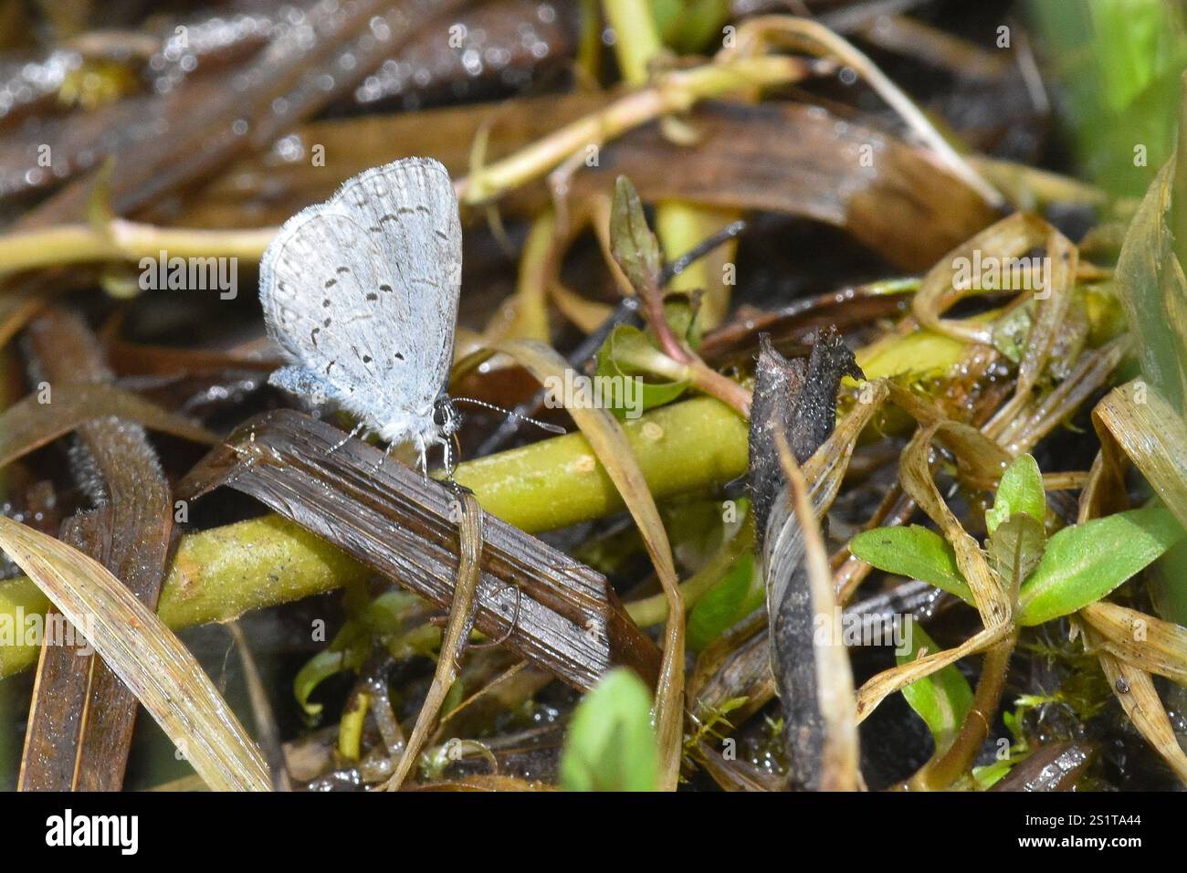 Echo Azure (Celastrina echo Stock Photo - Alamy