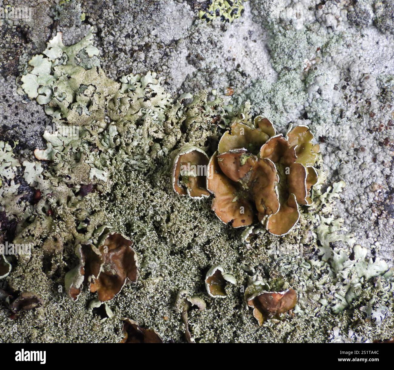 Peppered Rock-shield (Xanthoparmelia conspersa Stock Photo - Alamy