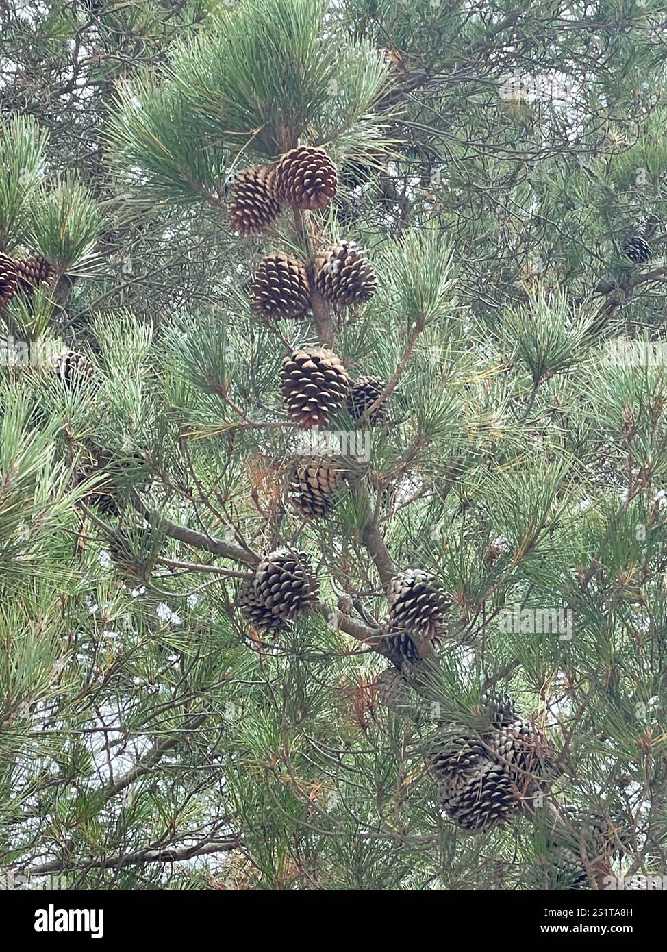 Monterey pine (Pinus radiata Stock Photo - Alamy