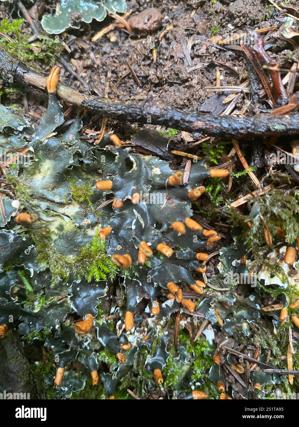 many-fruited pelt lichen (Peltigera polydactylon Stock Photo - Alamy