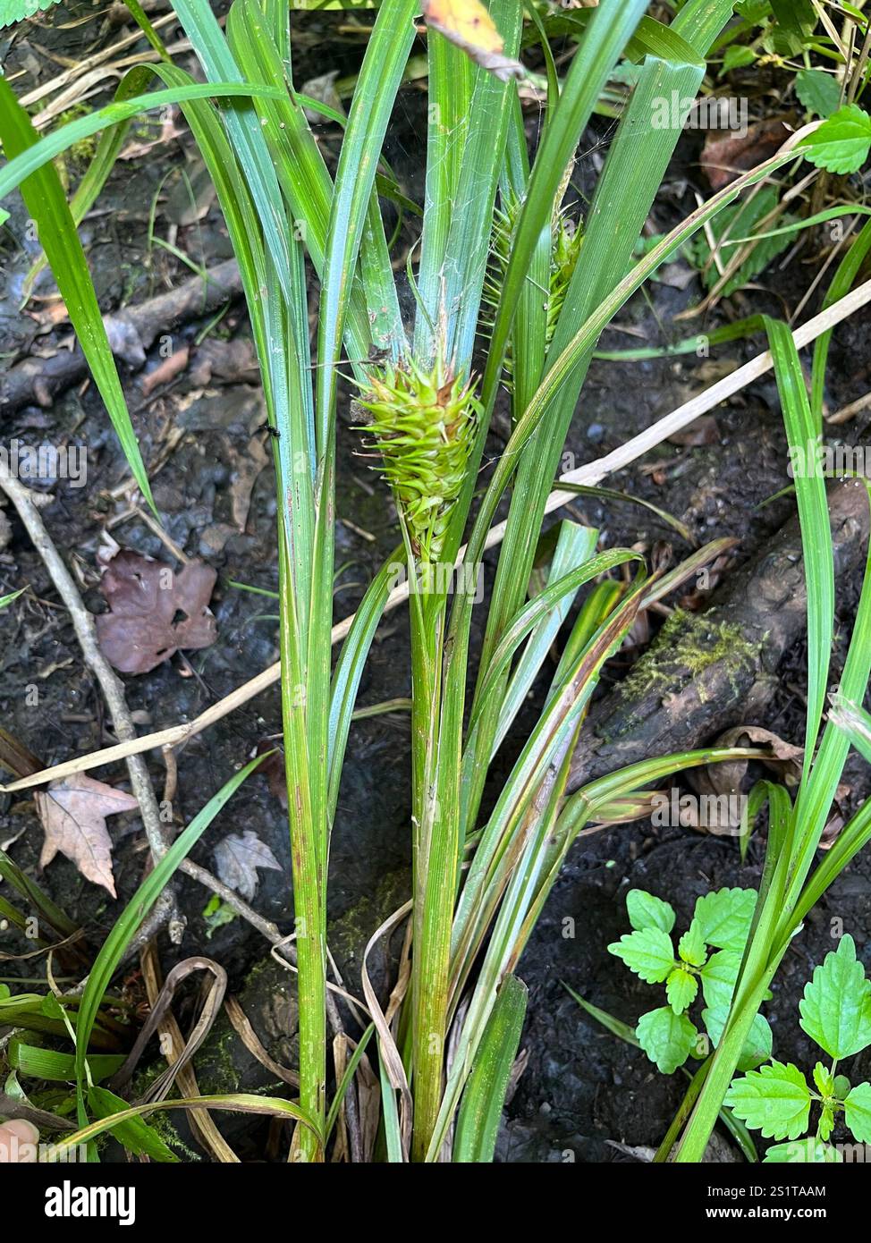 hop sedge (Carex lupulina Stock Photo - Alamy