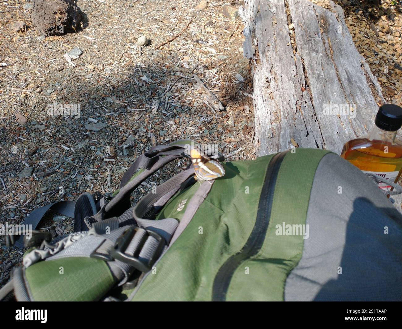 California Sister (Adelpha californica Stock Photo - Alamy