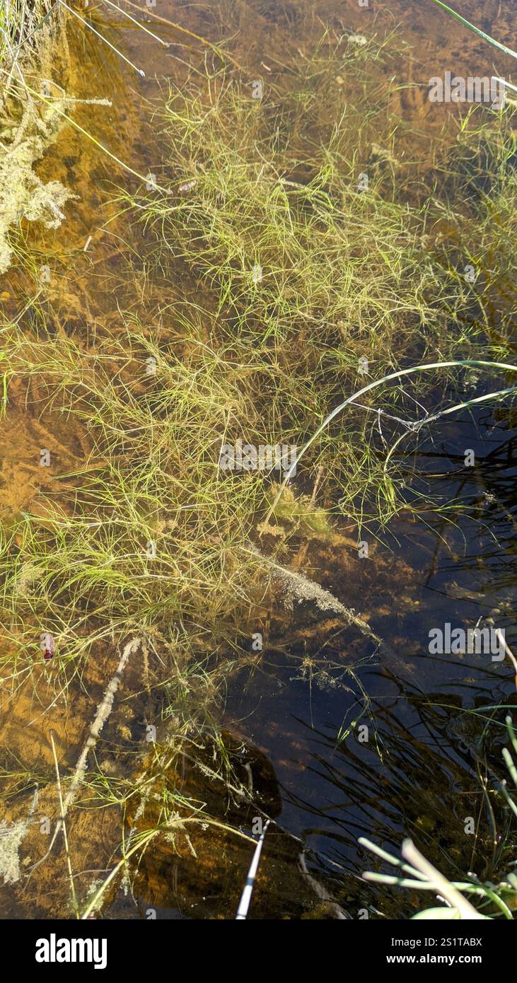 pondweed family (Potamogetonaceae Stock Photo - Alamy