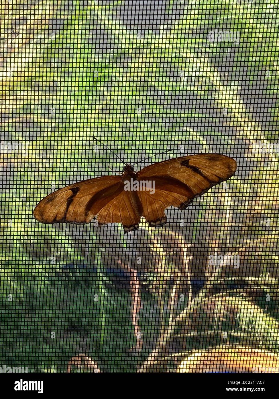 Julia Heliconian (Dryas iulia Stock Photo - Alamy