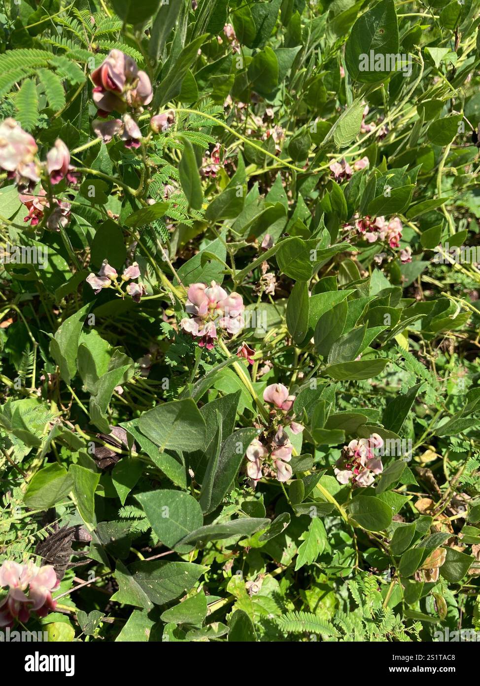 American groundnut (Apios americana Stock Photo - Alamy