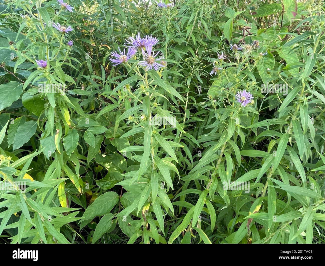 Great Northern Aster (Canadanthus modestus Stock Photo - Alamy