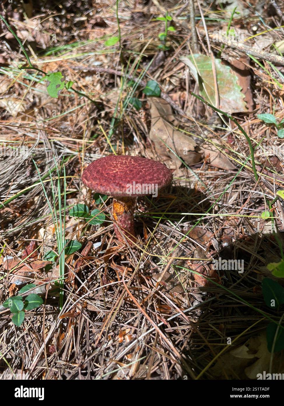 Painted Suillus (Suillus spraguei Stock Photo - Alamy