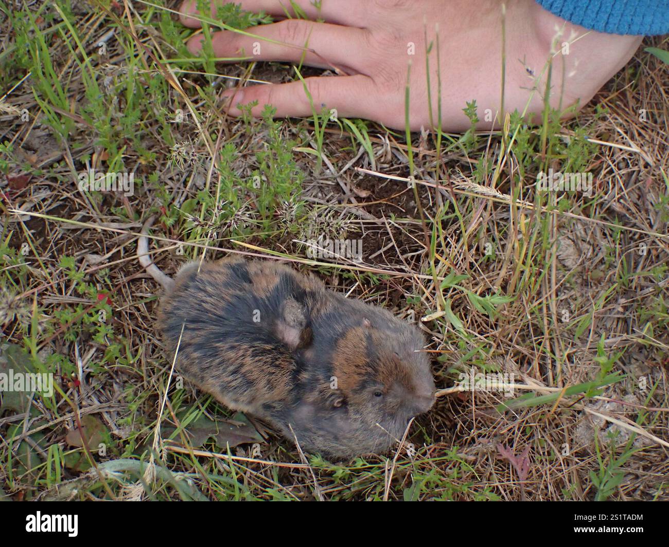 Northern Pocket Gopher (Thomomys talpoides Stock Photo - Alamy