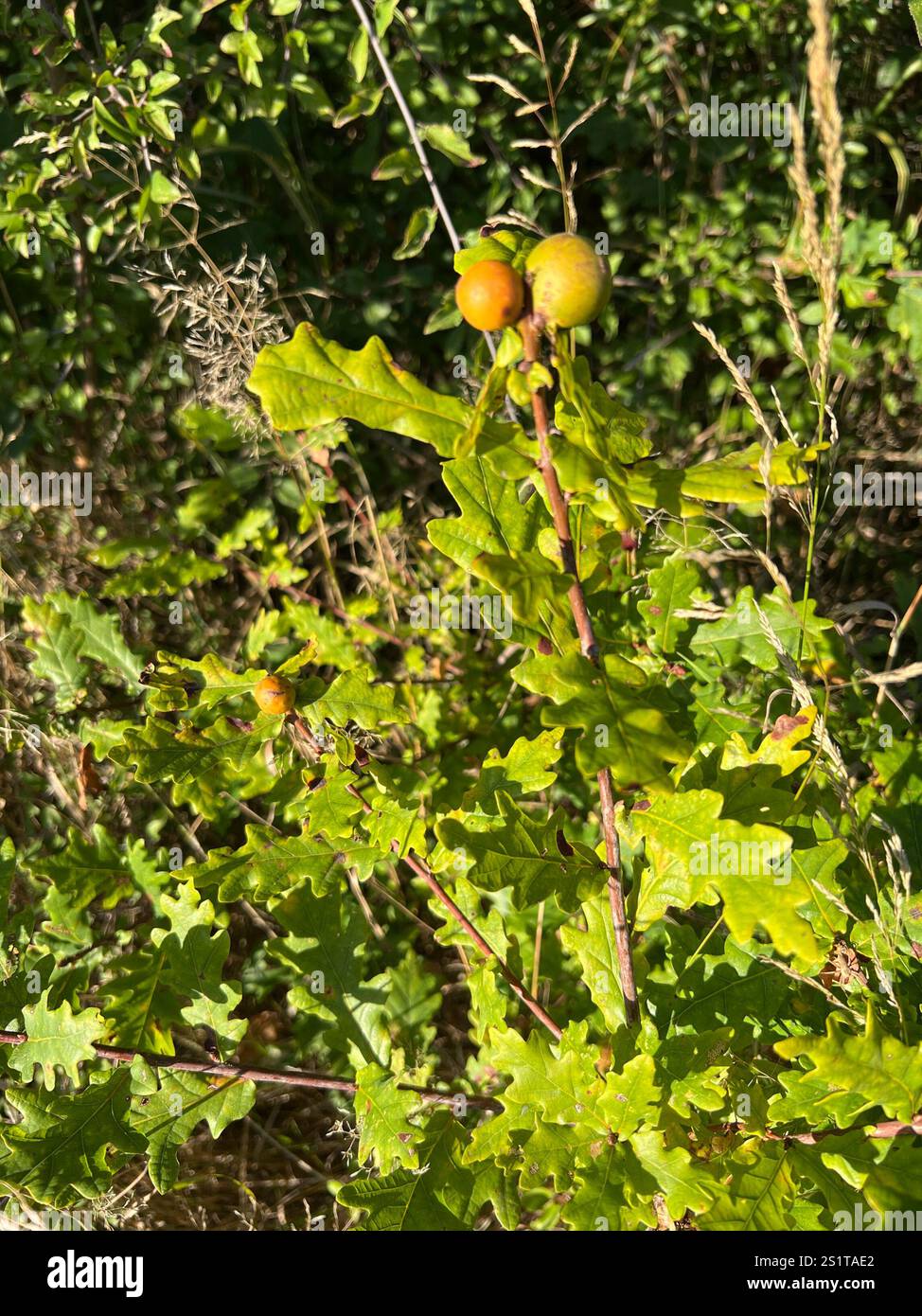 Oak Marble Gall Wasp (Andricus kollari Stock Photo - Alamy