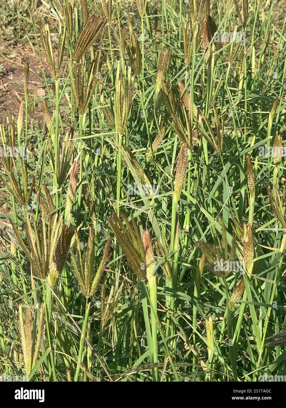 feather finger grass (Chloris virgata Stock Photo - Alamy