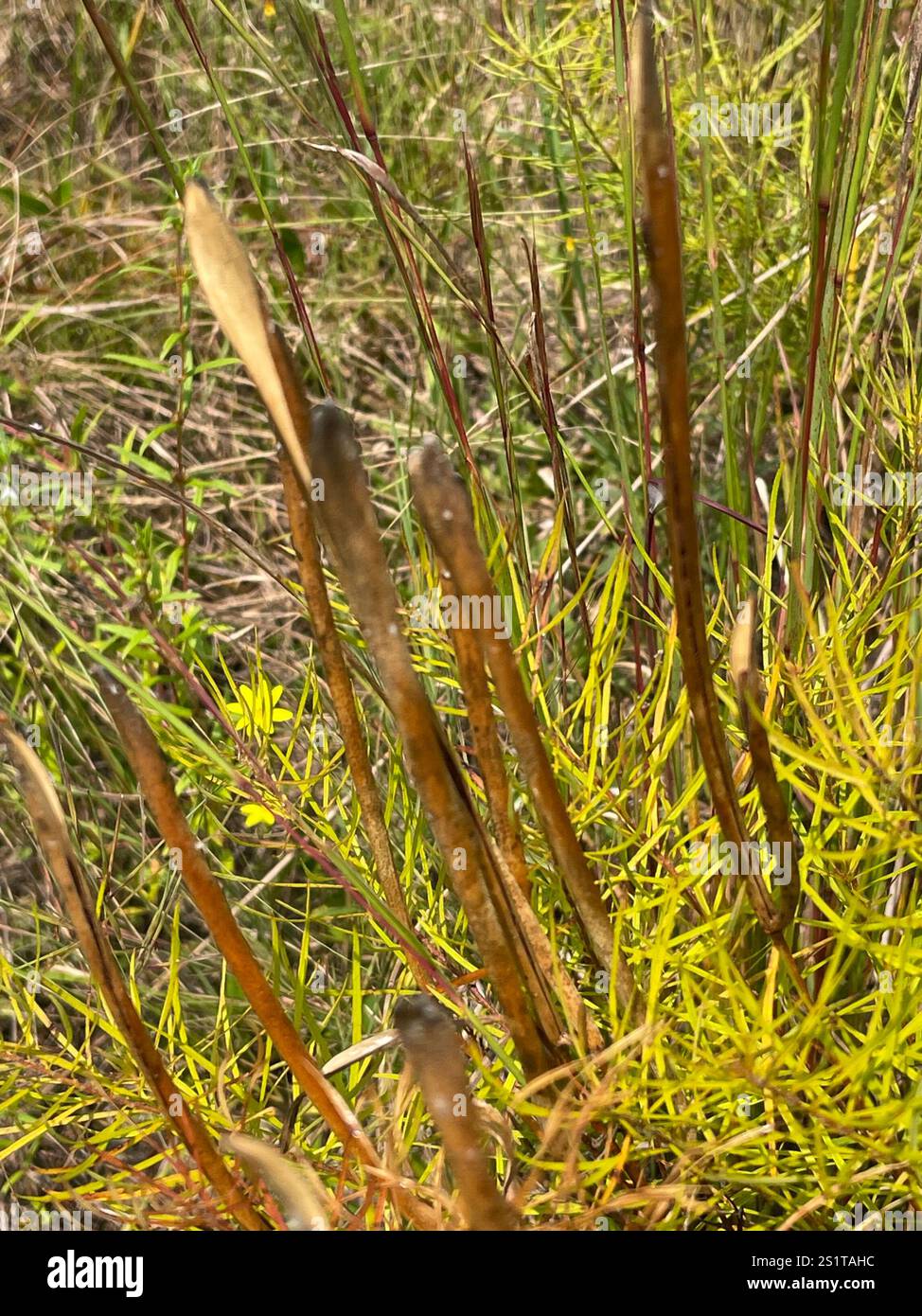 Fringed Bluestar (Amsonia ciliata Stock Photo - Alamy