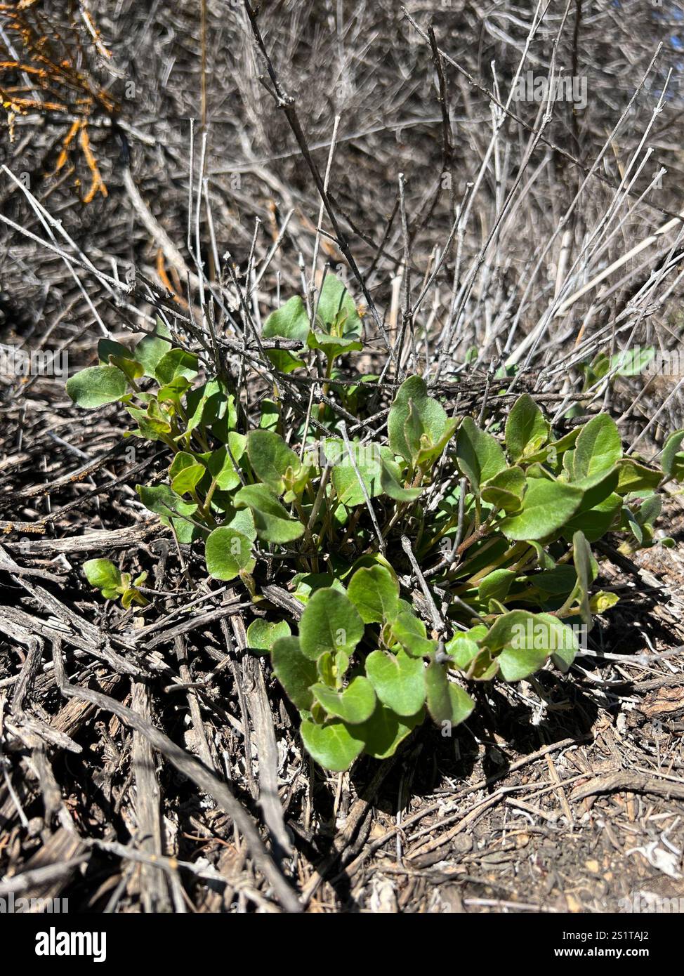 Wishbone Bush (Mirabilis laevis Stock Photo - Alamy