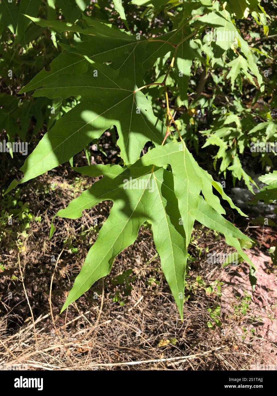 Arizona sycamore (Platanus wrightii Stock Photo - Alamy