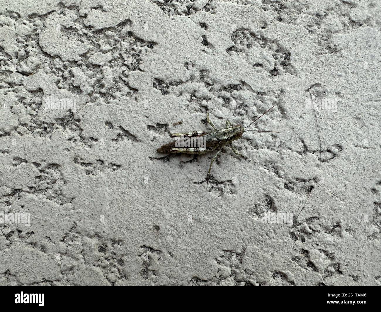 Pine tree Spur-throat Grasshopper (Melanoplus punctulatus Stock Photo ...