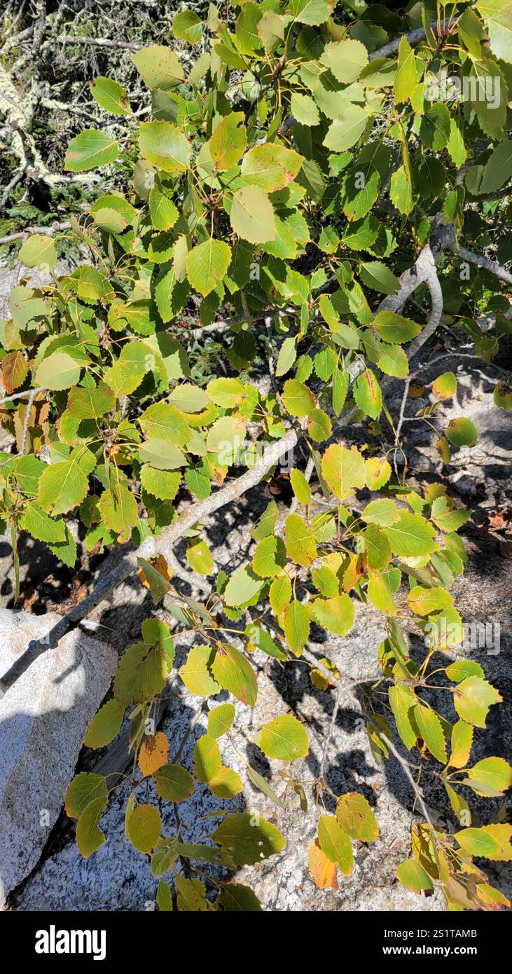 bigtooth aspen (Populus grandidentata Stock Photo - Alamy
