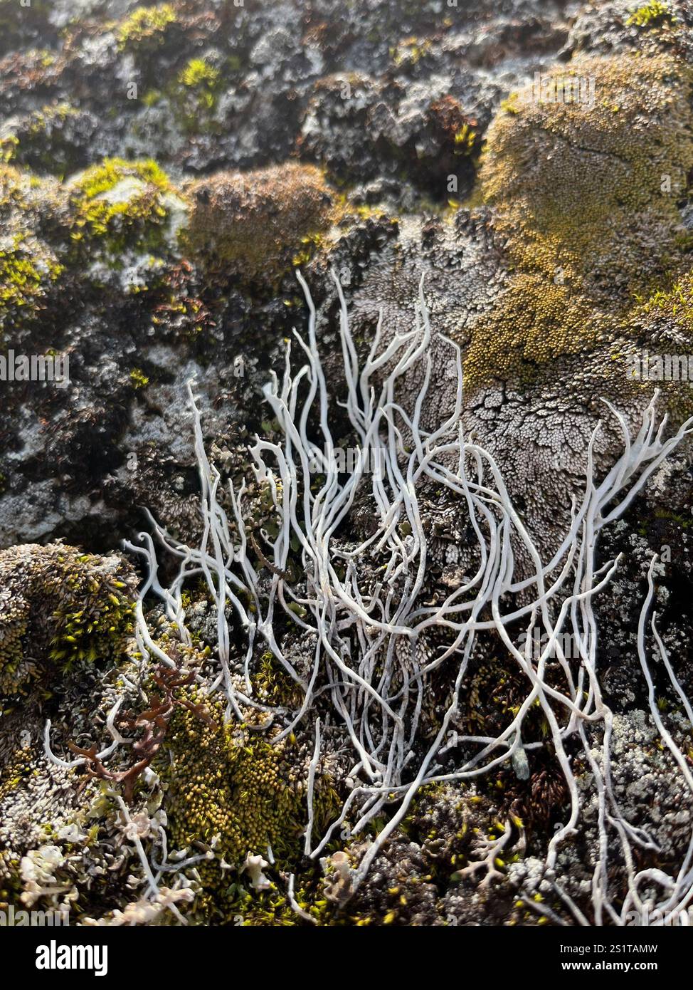 Whiteworm Lichen (Thamnolia vermicularis Stock Photo - Alamy
