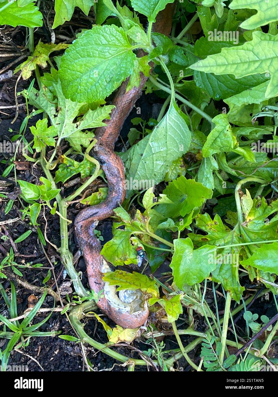 Bibroni hi-res stock photography and images - Alamy