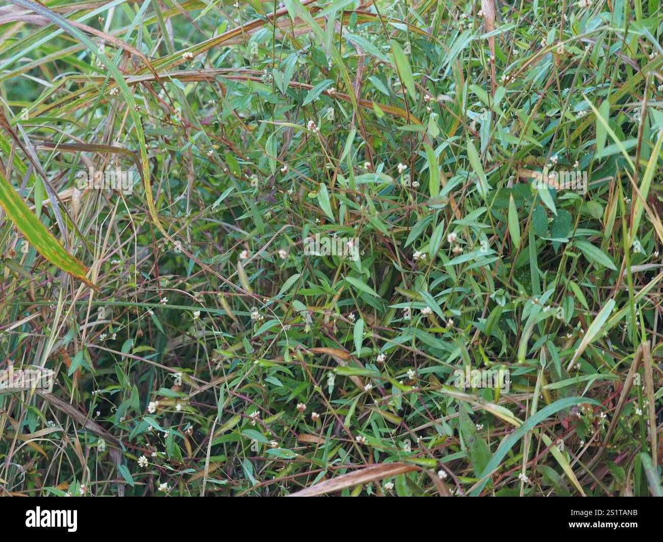 arrow-leaved tearthumb (Persicaria sagittata Stock Photo - Alamy